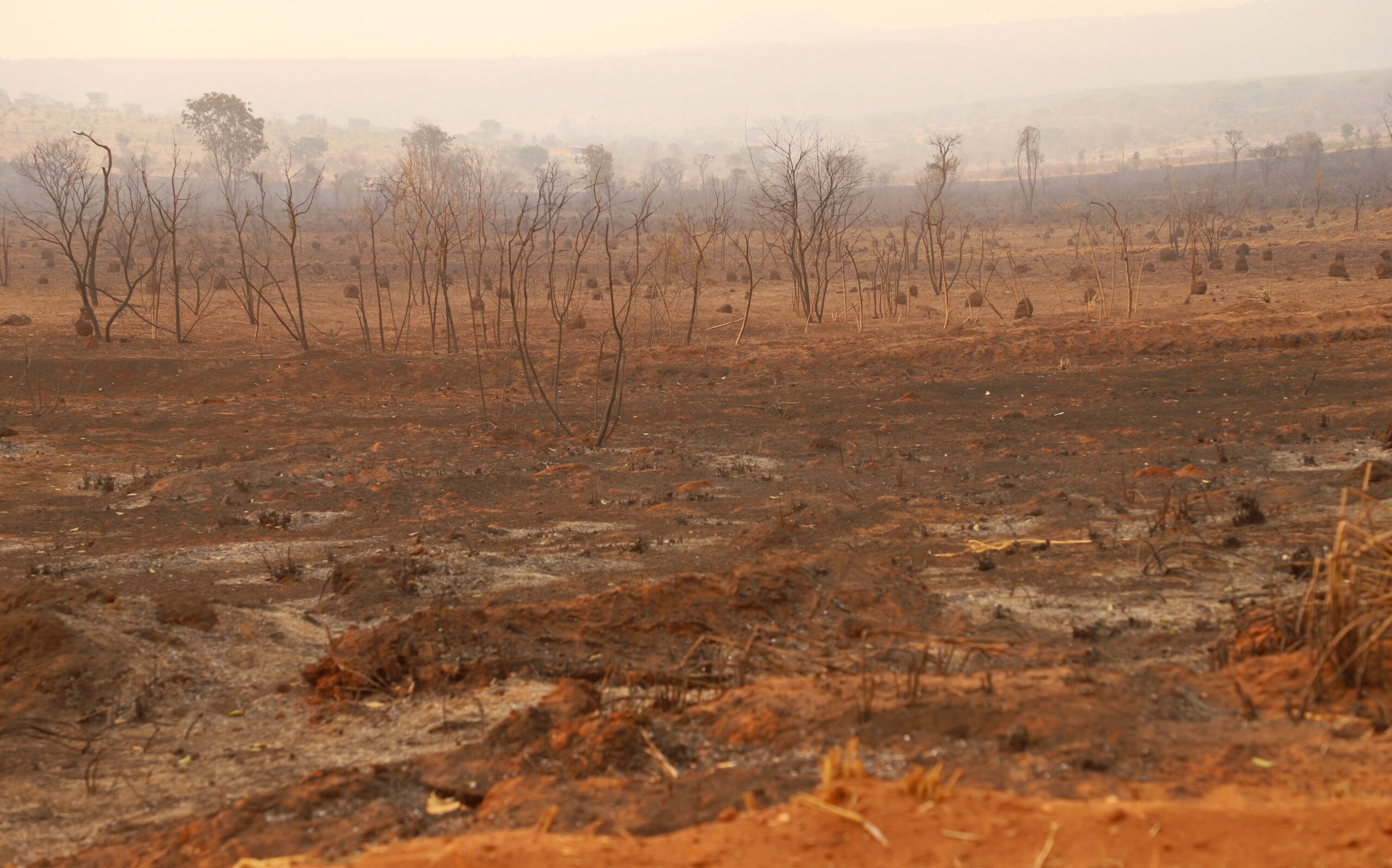 Banks and the collapse of biodiversity - Mission Wildlife